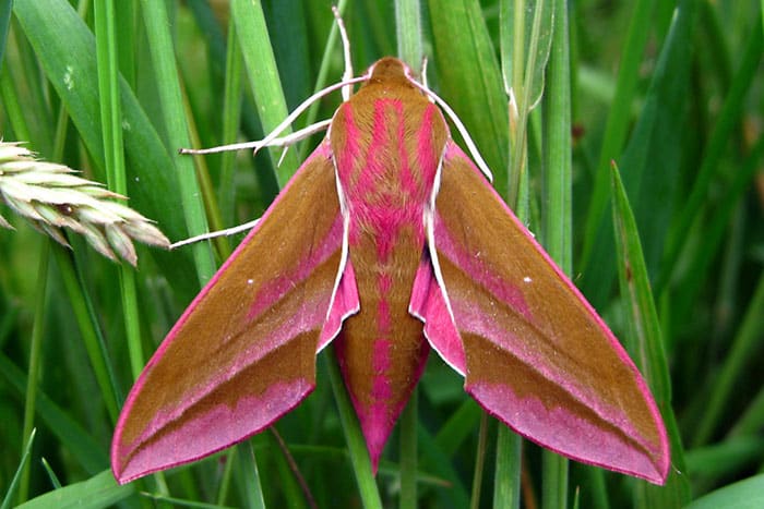Are Mothballs Safe for Us, The Environment? - Emagazine.com