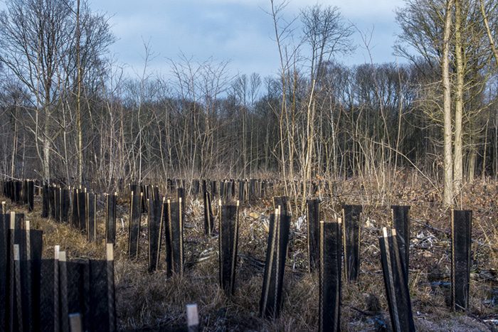 China's Reforestation Efforts: A Global Comparison | E — The ...