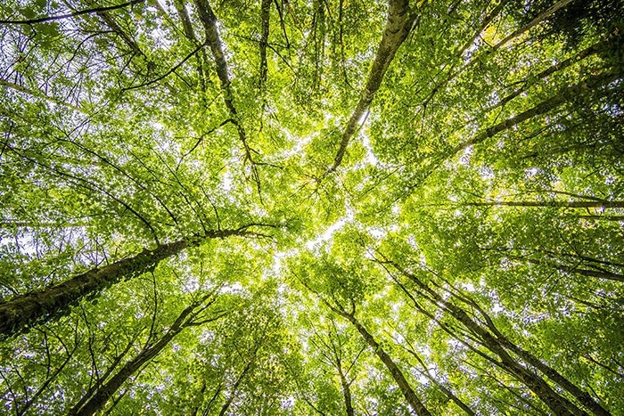 How to Properly Care For Your Trees to Keep Them Healthy - Emagazine.com